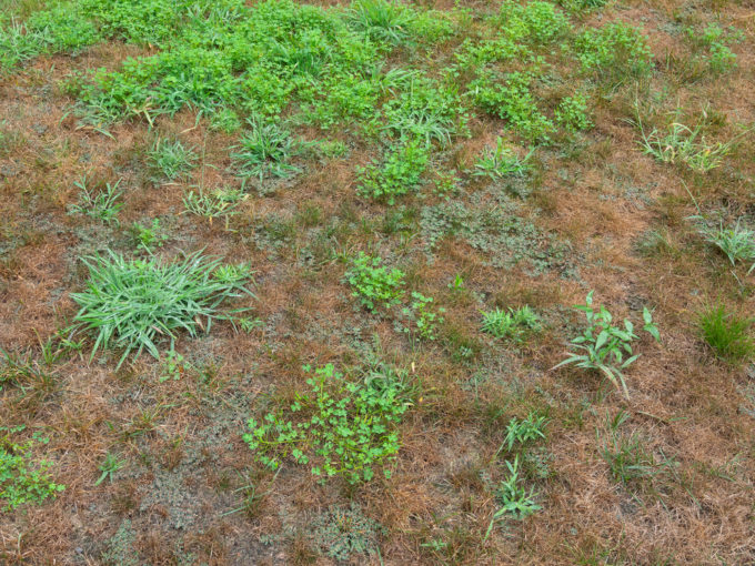 How to Get Rid of Crabgrass in My Lawn | Neave Group